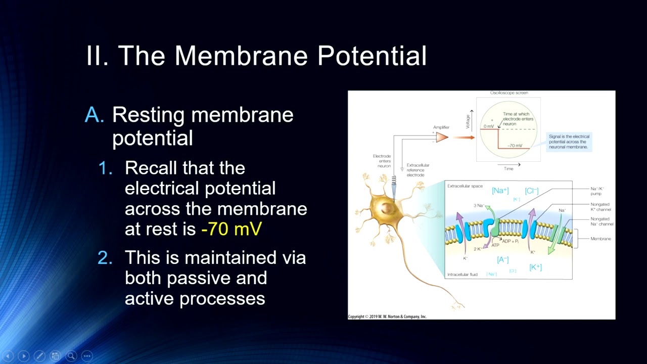 Cog Neuro - Lecture #3 The Resting Membrane Potential - YouTube