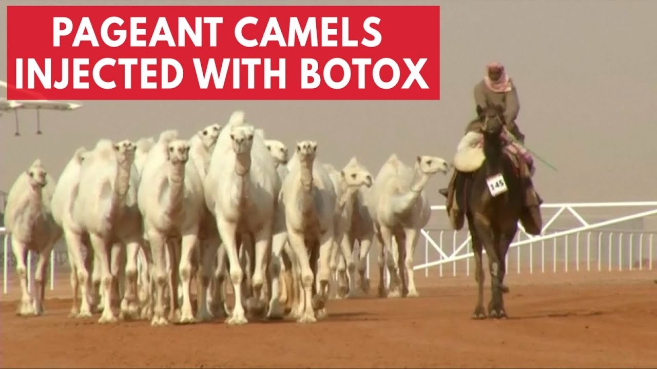 12 Camels disqualified from beauty contest for receiving botox ...
