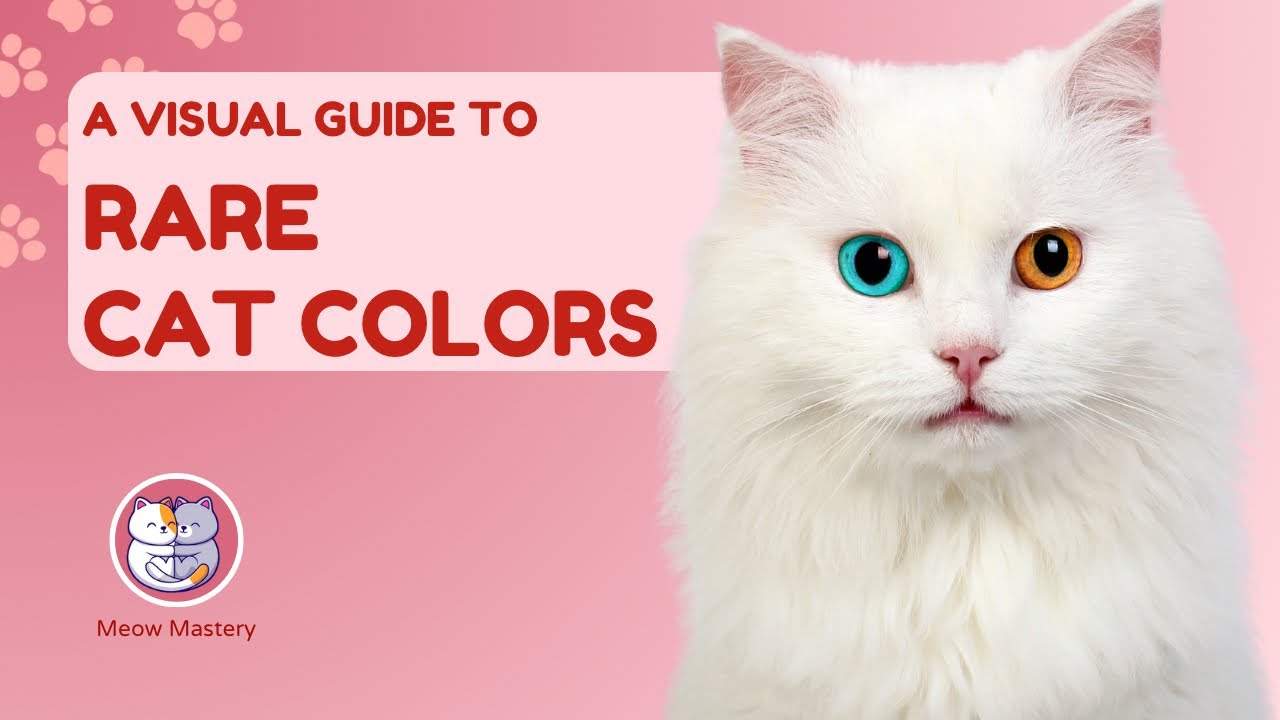 Rare Cat Colors Unveiled: A Visual Guide - YouTube