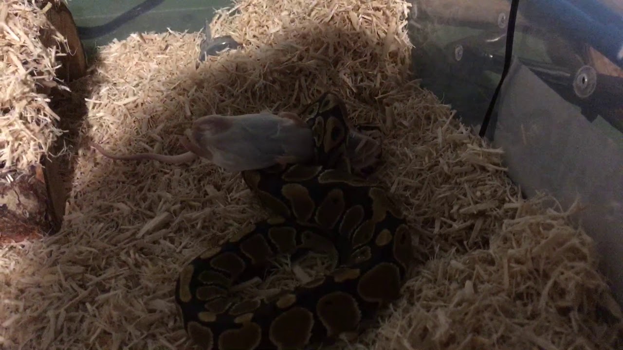 Ball python feeding!!!!! - YouTube