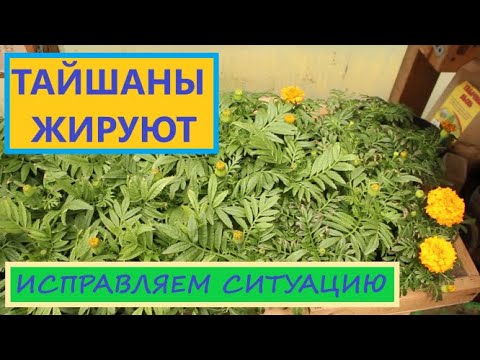 Бархатцы Тайшаны Жируют. Перевалка и Кардинальная стрижка для ...