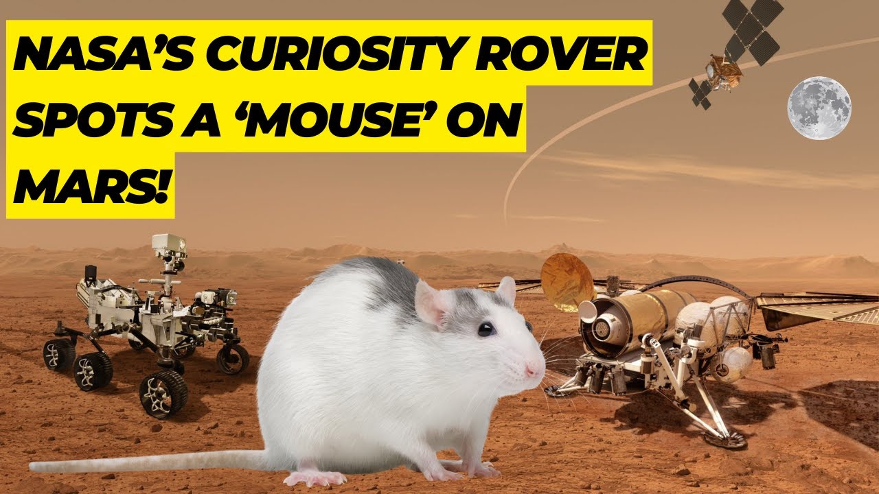 NASA'S Curiosity Rover spots a MOUSE on Mars! Rat on mars - YouTube