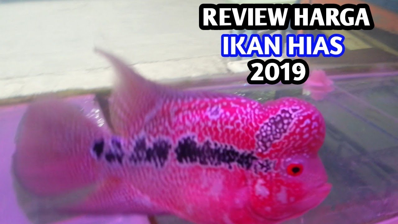 Review Harga Ikan Hias, Lohan super red dragon, Arwana dll - Pasar Ikan ...