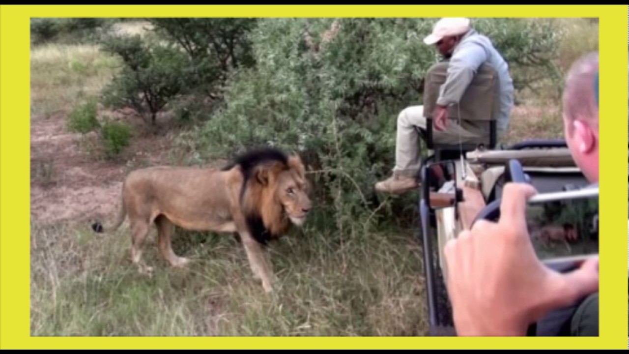 Safari guide’s close encounter with African lion - YouTube