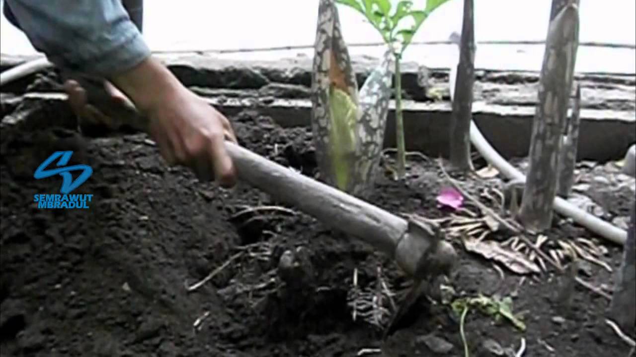 Revoking Amorphophallus paeoniifolius / Elephant Foot Yam Sprout - YouTube