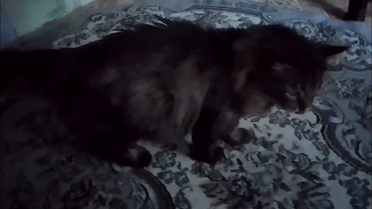 Кот Марс. Вечерние побегушки и мурлыки. - YouTube