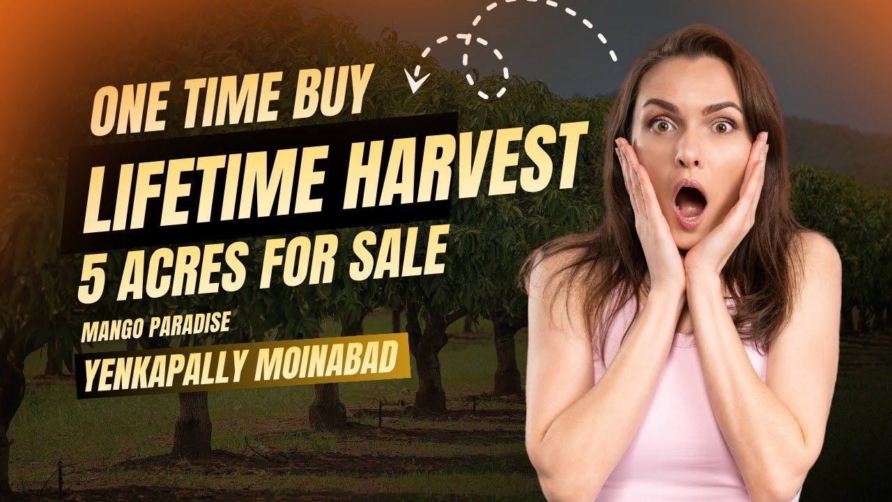 "5 Acre Mango Farm for Sale | Organic Mango Orchard Investment ...