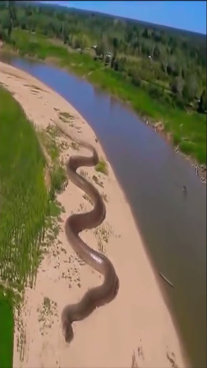 World’s biggest snake caught on camera #shorts #snake #jungle #reptiles ...