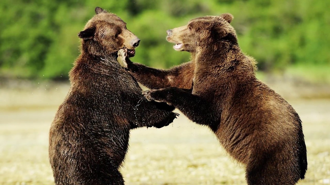 Robin Engel - Nordamerika - YouTube