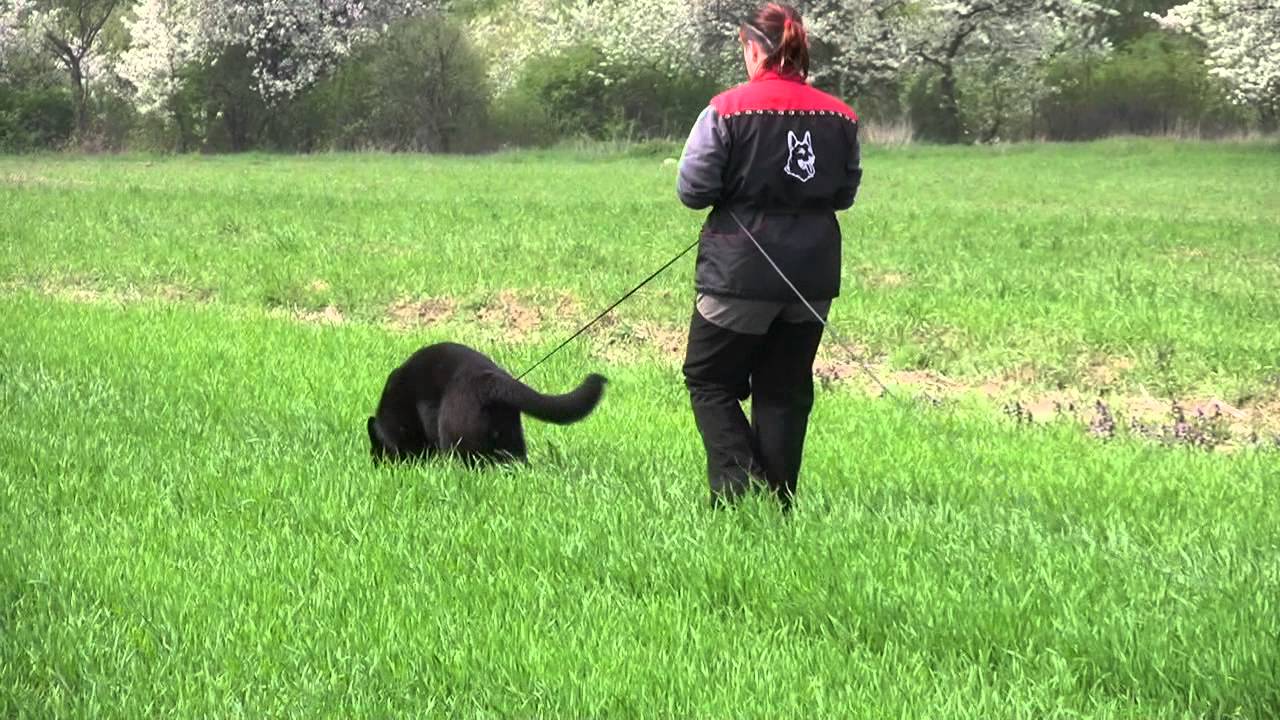 Mona Lisa z Trojmezí (8 měsíců) stopa trénink jaro 2013 - YouTube