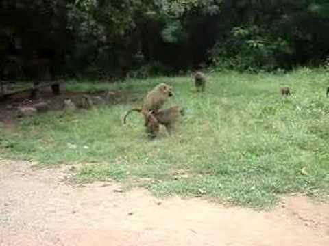 Mating Monkeys - YouTube
