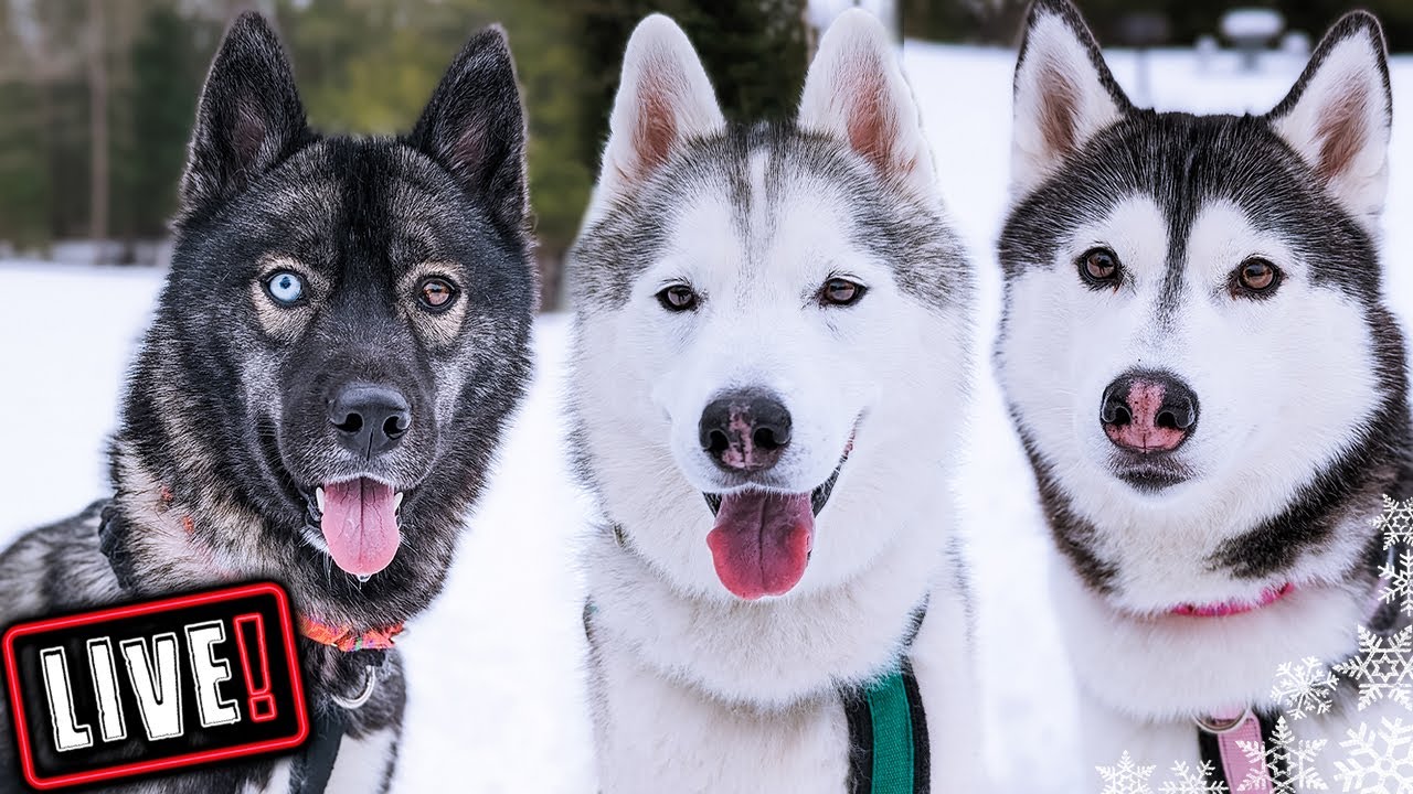 Surprise Live the Huskies Snow Dogs Vlogs Hangout Live! With the ...