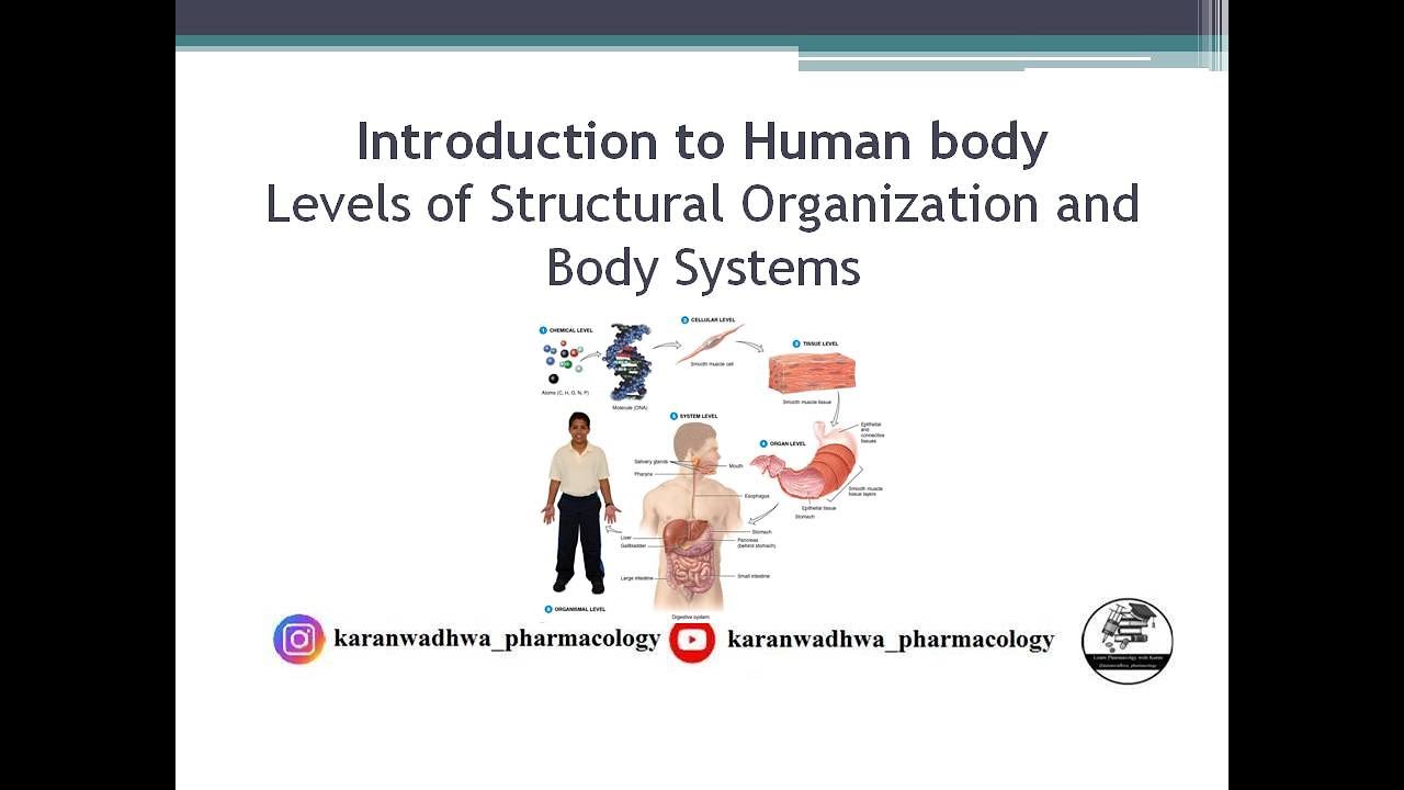 Introduction to Human Body | Part 1| Levels of Structural Organization ...