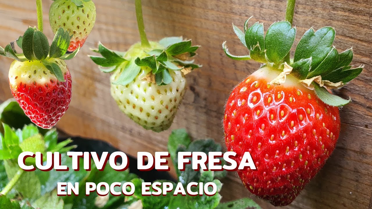 C贸mo Cultivar Fresa En Casa Esto Es Todo Lo Que Me Ha Funcionado 馃崜馃尡
