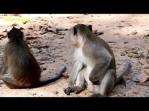 Funny Monkey Pees Try not to Laugh. It looks not Sheepish. MV 0100 ...