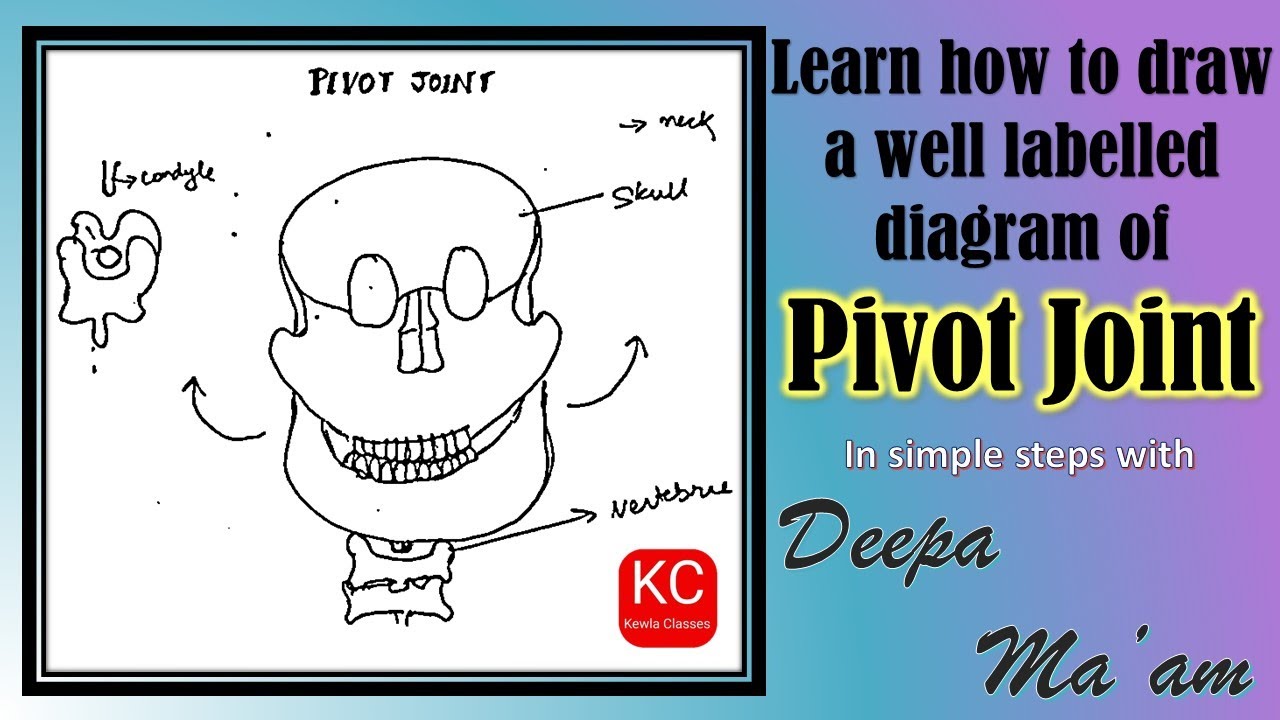 How To Draw Well Labelled Diagram Of Neck Joint Pivot Joint Joints Part 3 By Deepa Mam How To Draw Well Labelled Diagram Of Neck Joint Pivot Joint Joints Part 3 By Deepa Mam