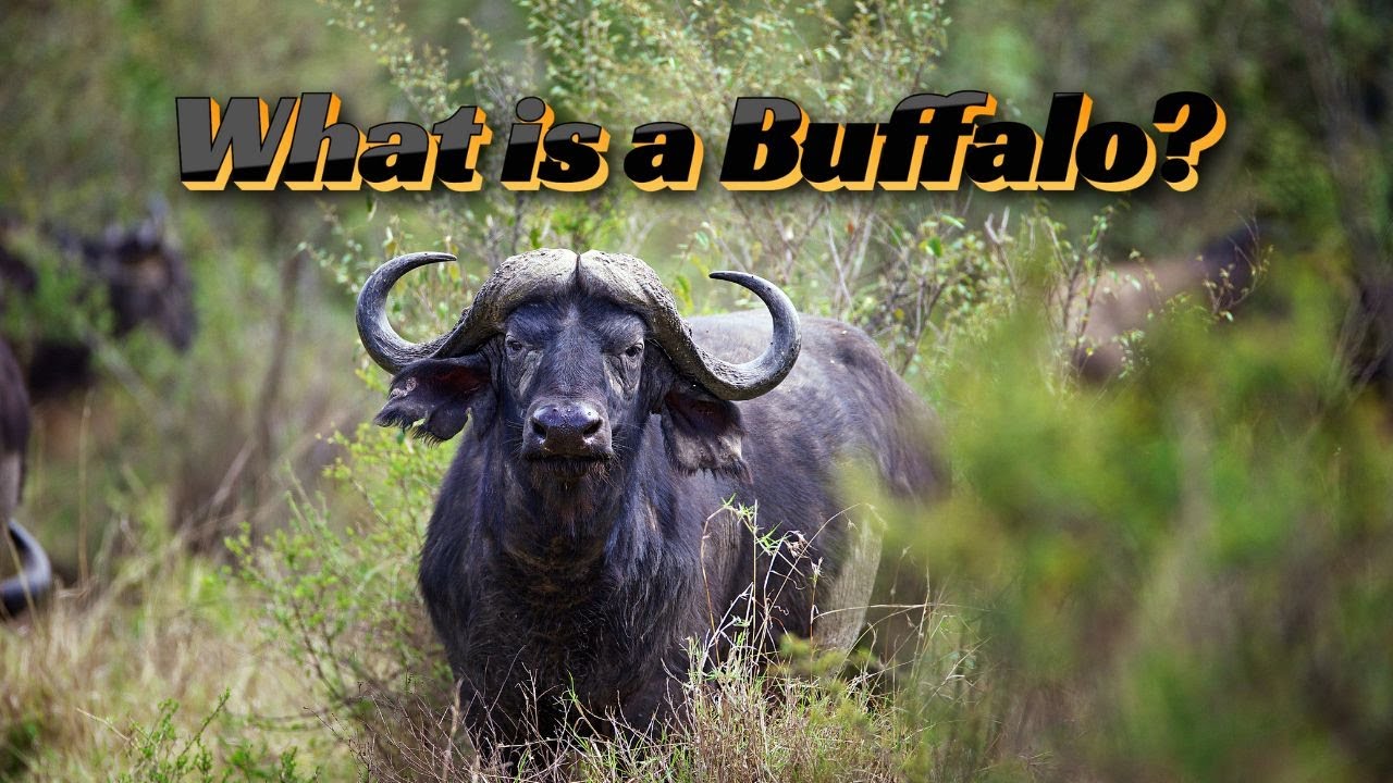 What is a Buffalo, Really? | A Short Documentary - YouTube