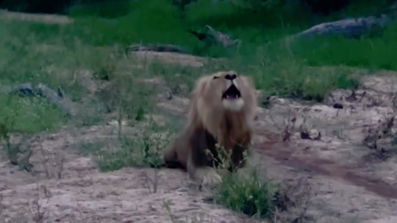 K3 Kambula Male Lion Roaring Calling his Brothers | Mapogos Great ...