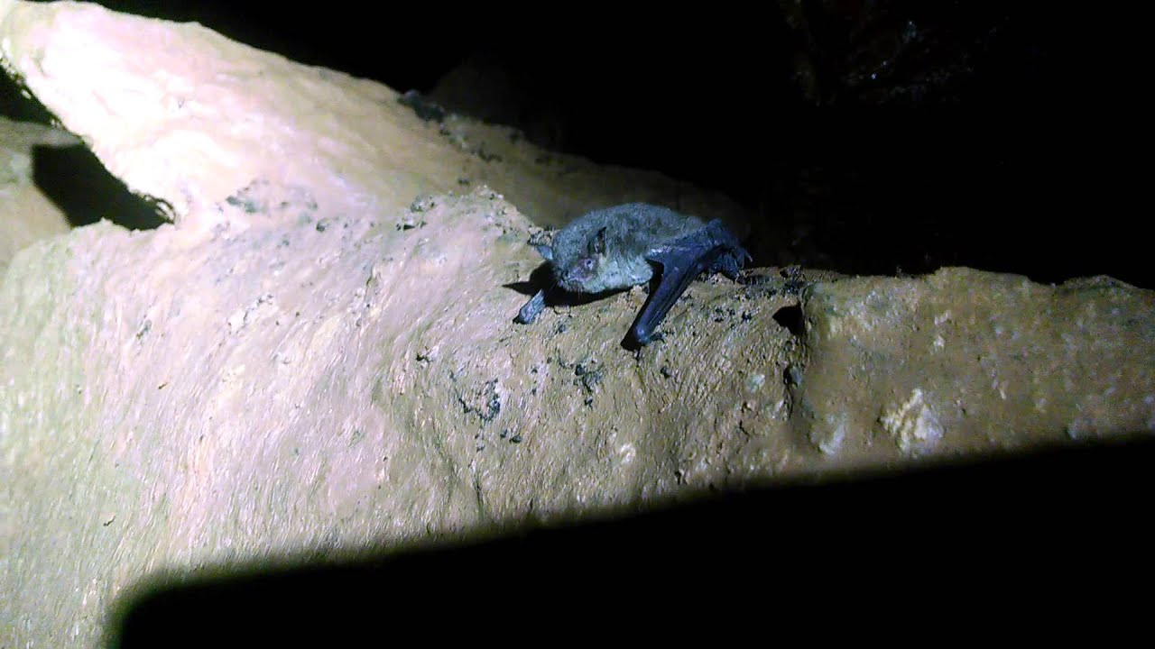 Gray Bat in Hasson Cave. - YouTube