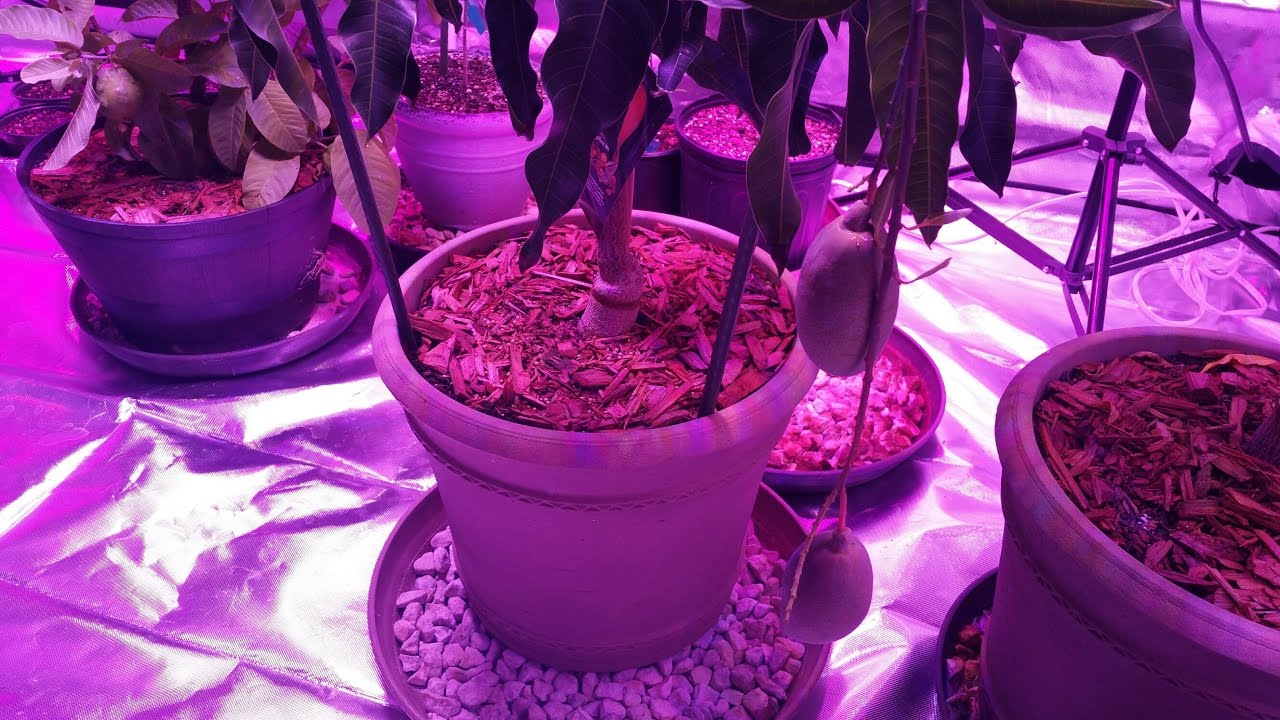 Indoor Zone 7a Tropical Cogshall Mango Tree with Fruits - YouTube