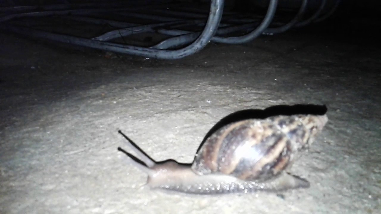 Snail moving live and natural wild sound - YouTube