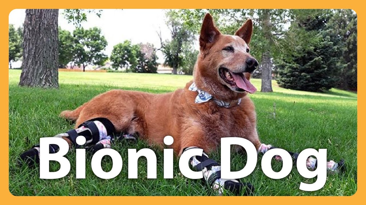 A Medical Miracle Gives New Life To This Amazing Bionic Dog! - YouTube