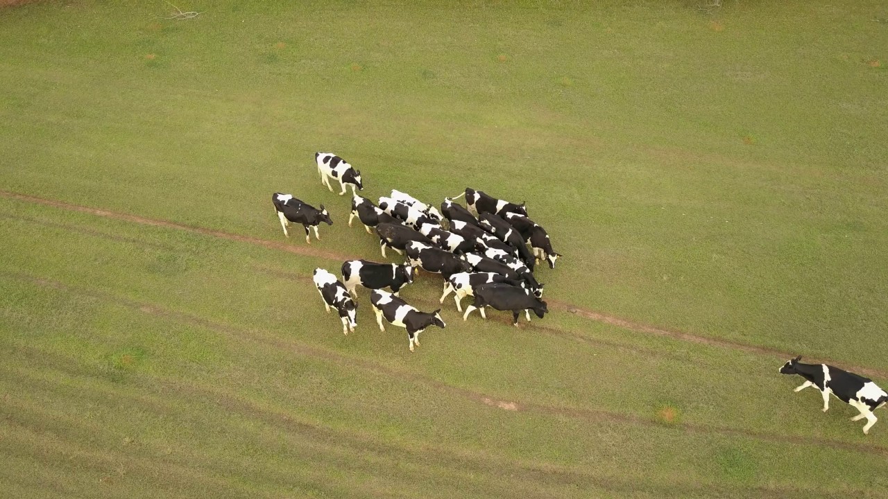 The cows and the turtle - YouTube