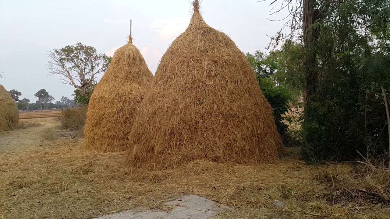 ฟาง กองฟาง Hay stack , Pile up rice straw in Thailand - YouTube