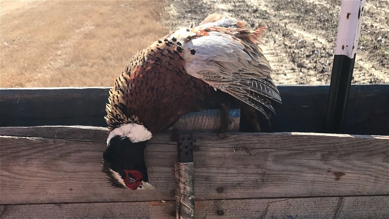 Pheasant Tower Shoot - YouTube