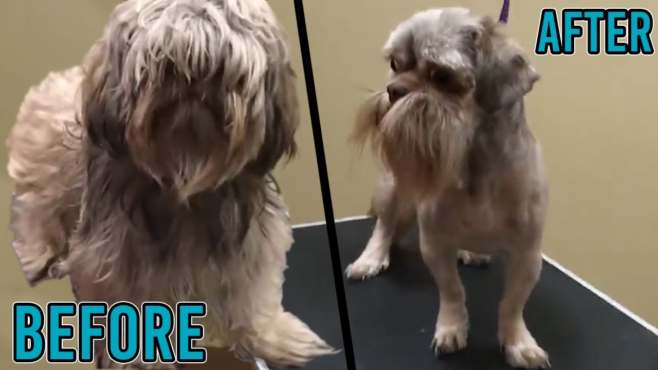 INCREDIBLE Dog Groom Makeover - YouTube