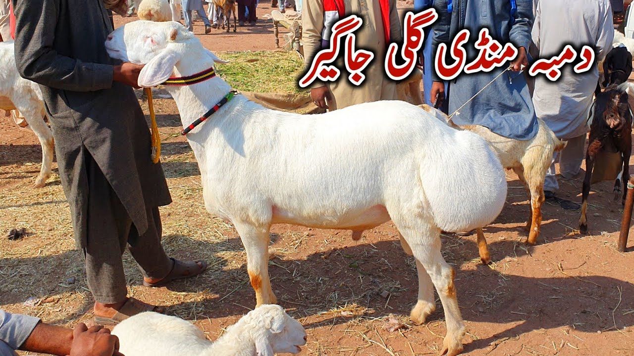 Turkey Dumba Mandi Gali Jageer Update March 2023 - YouTube