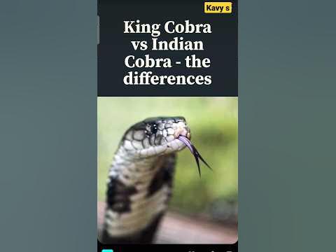 King Cobra vs Indian Cobra - the differences #cobra #king #indian # ...