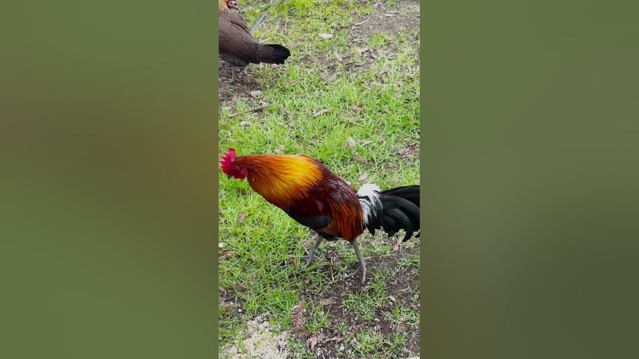 Chicken, red jungle fowl, qaib dib #160 Huajvam Thoj - YouTube