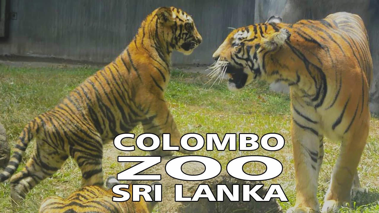 Dehiwala Zoo Sri Lanka/National Zoological Gardens of Sri Lanka - YouTube