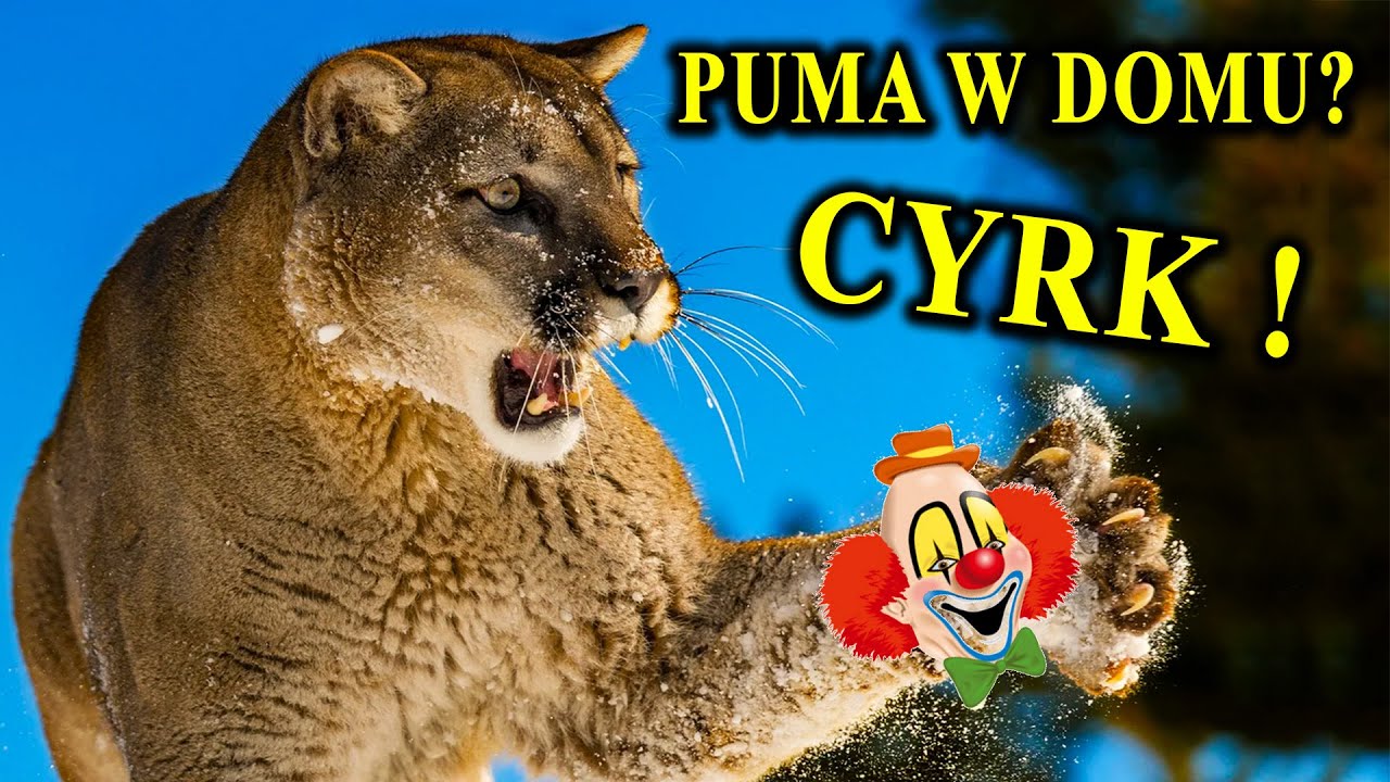 Kup Pumę i Stań się Sławny! - Czy Puma to Zwierzę na Pupila Domowego ...