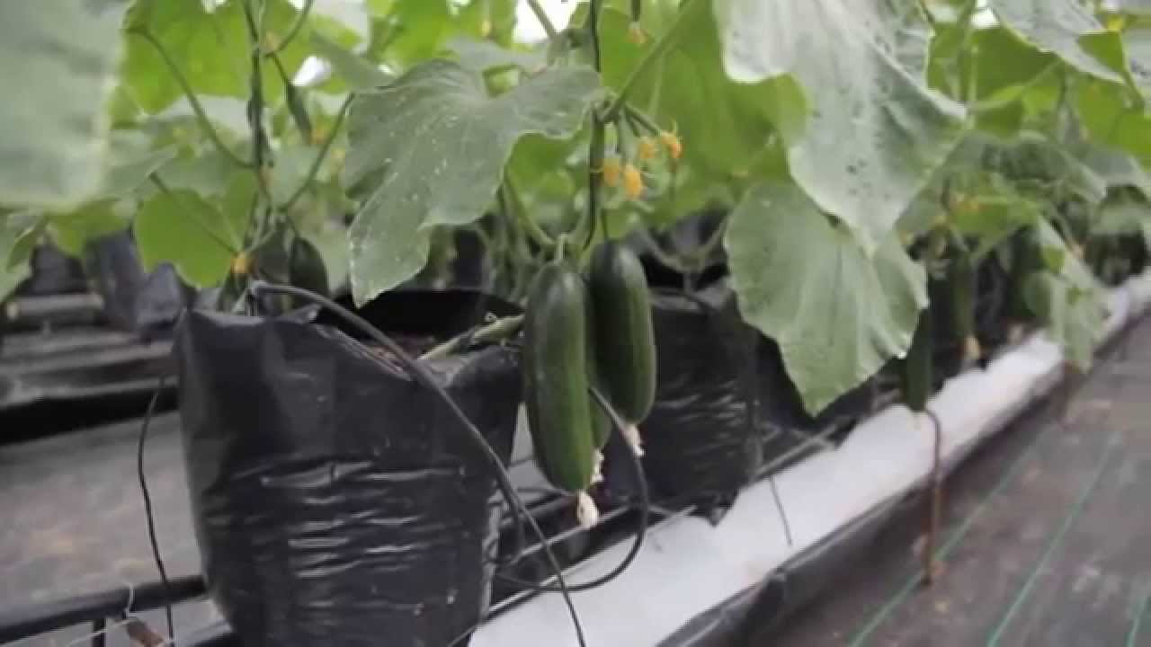 Cucumber Farming in Greenhouse - YouTube