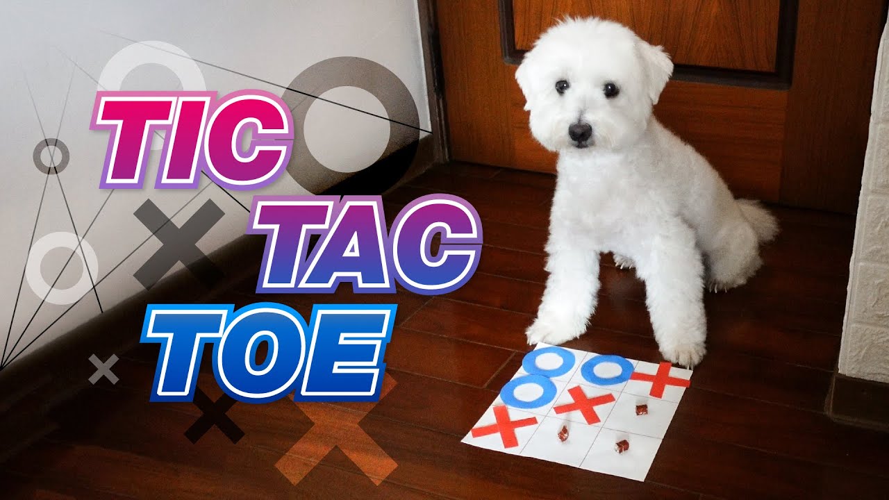 Dog Playing Tic Tac Toe Game 小狗玩圈叉遊戲 - YouTube