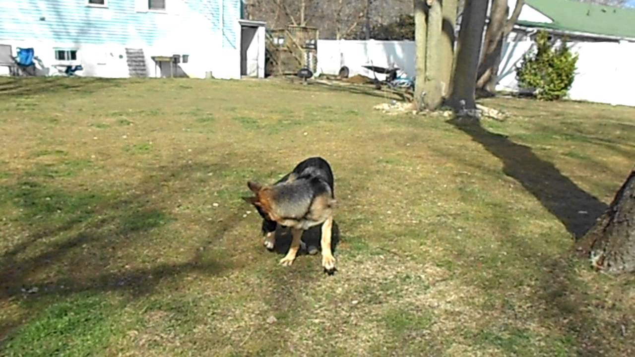 german shepherd dog seeker.AVI - YouTube