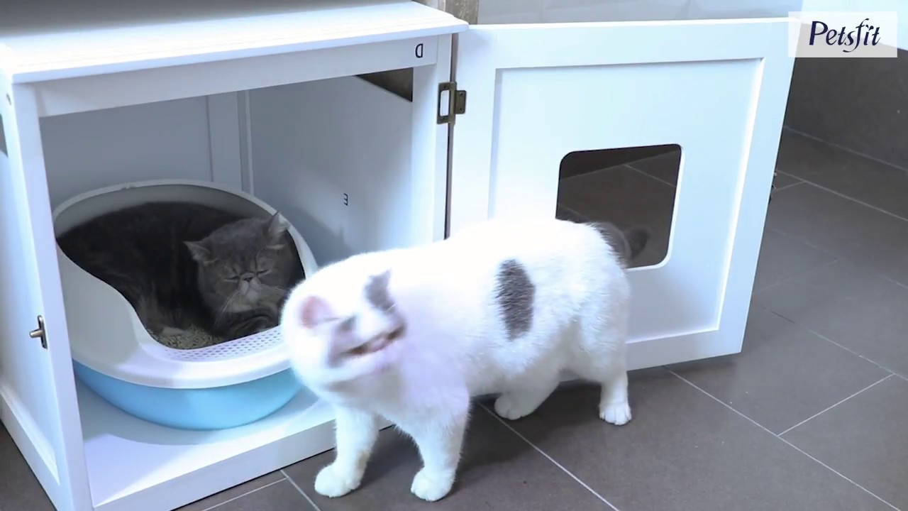 Petsfit Assemble Cat LitterHouse B01LY9T9KO B00XKX6W9C - YouTube