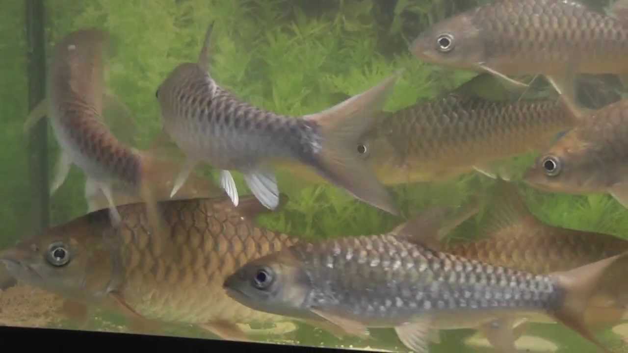 Copy of Malaysia Super Red finn Mahseer (Kelah Merah Bara & Kelah Merah ...