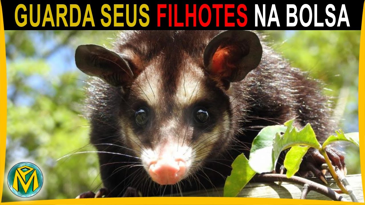 A MUCURA - Guarda seus FILHOTES na BOLSA marsupial - YouTube