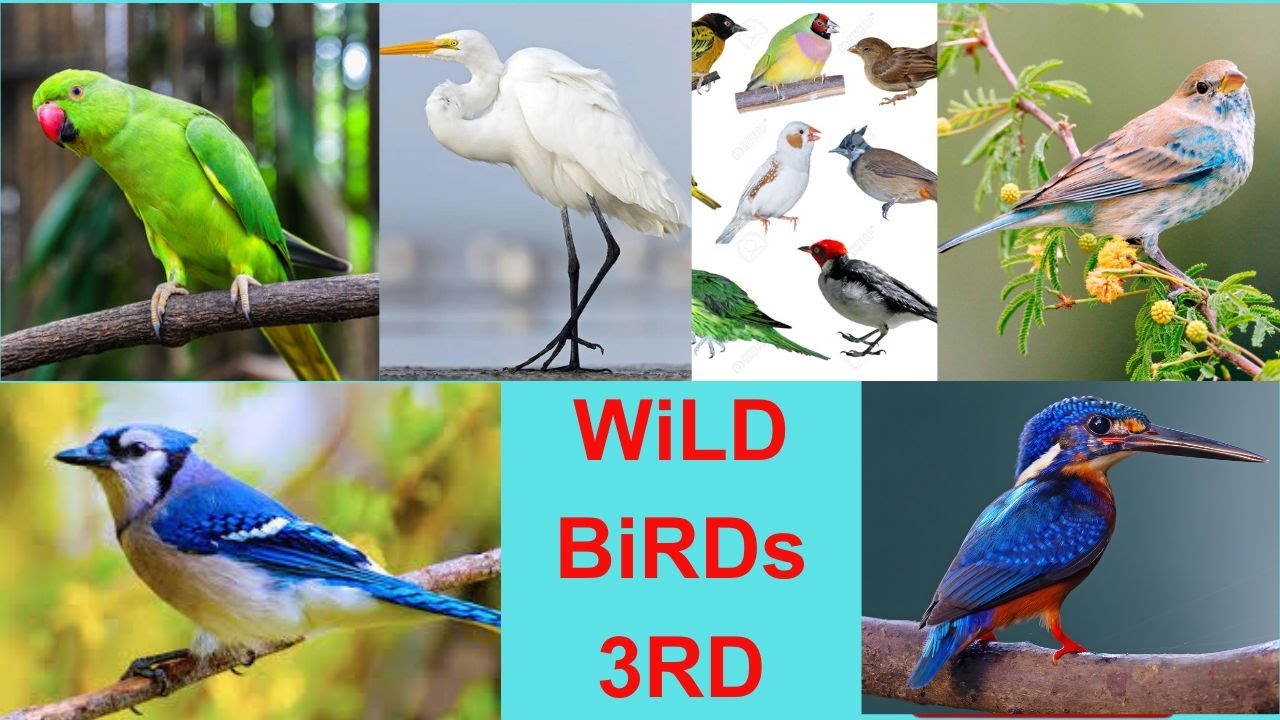 Wild Birds 3RD ।। Nature ।। - YouTube