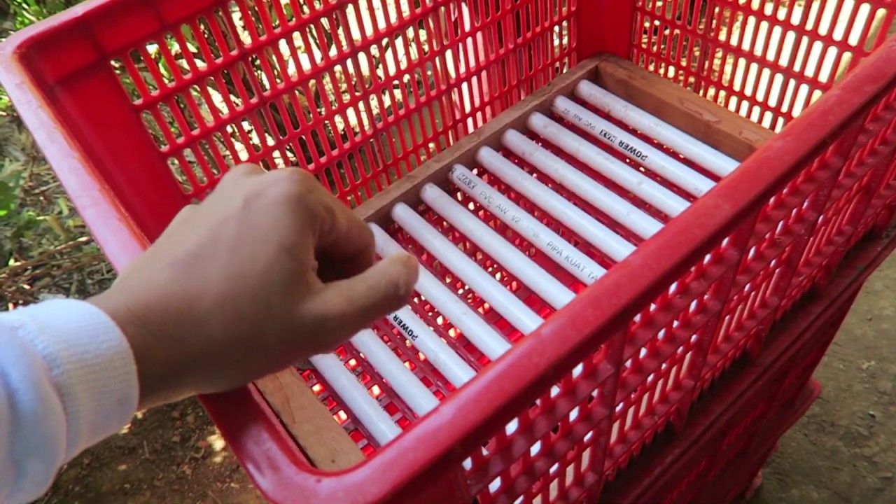 alat sortir lele - YouTube