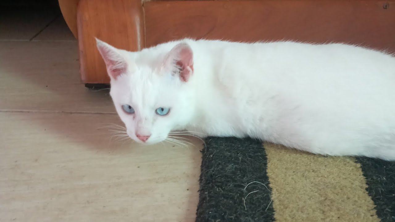 Highlight 31:49 – 36:49 from Time Machine Cats !!!! Longest Daily Cat's ...