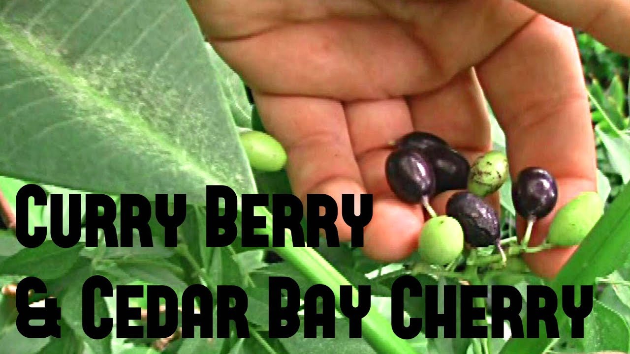 Curry Berry & Cedar Bay Cherry - Weird Fruit Explorer Ep 243 - YouTube