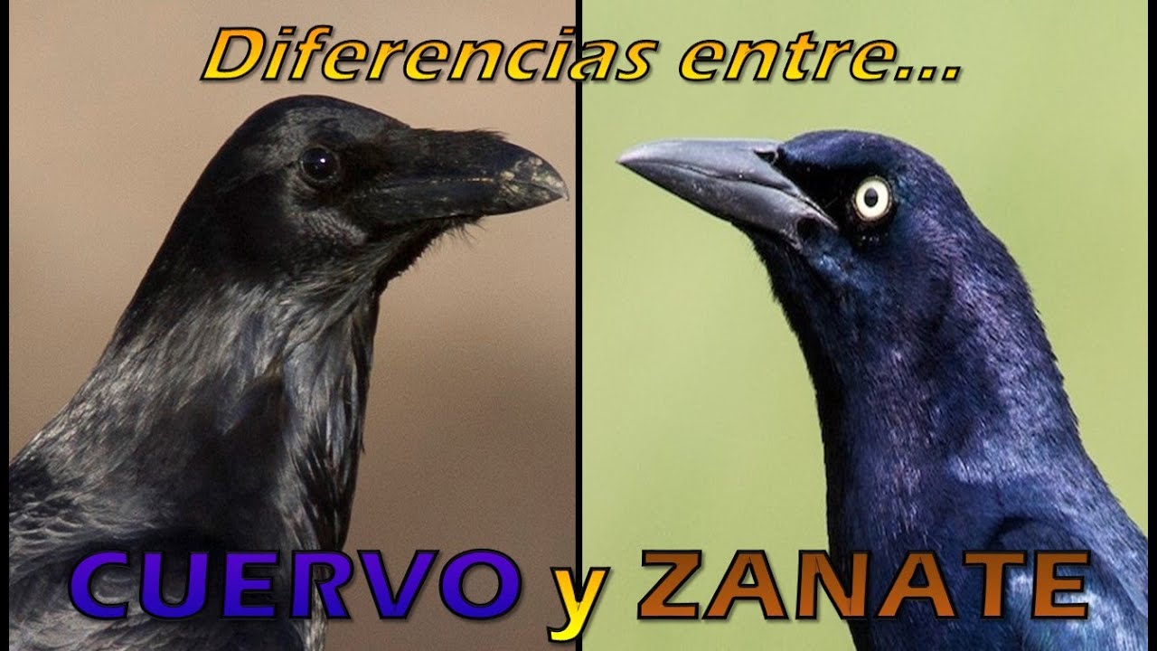 Diferencias entre CUERVO y ZANATE 🐦‍⬛ - YouTube