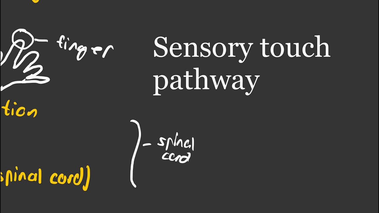 Touch sensory pathway - YouTube