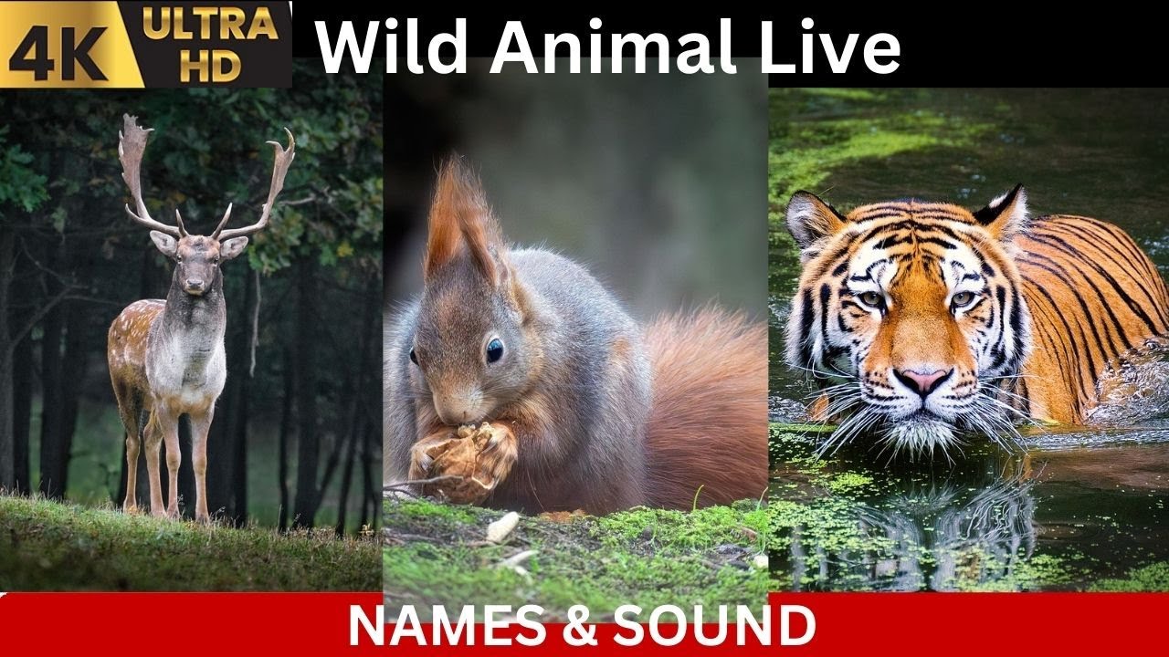 India Wildlife Amazing Scenes Of India's Animals-Wild animal Live - YouTube