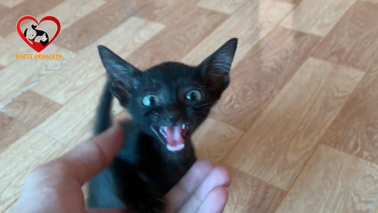 Little kittens talking and meowing Crazily - Daddy miss you Midnight ...