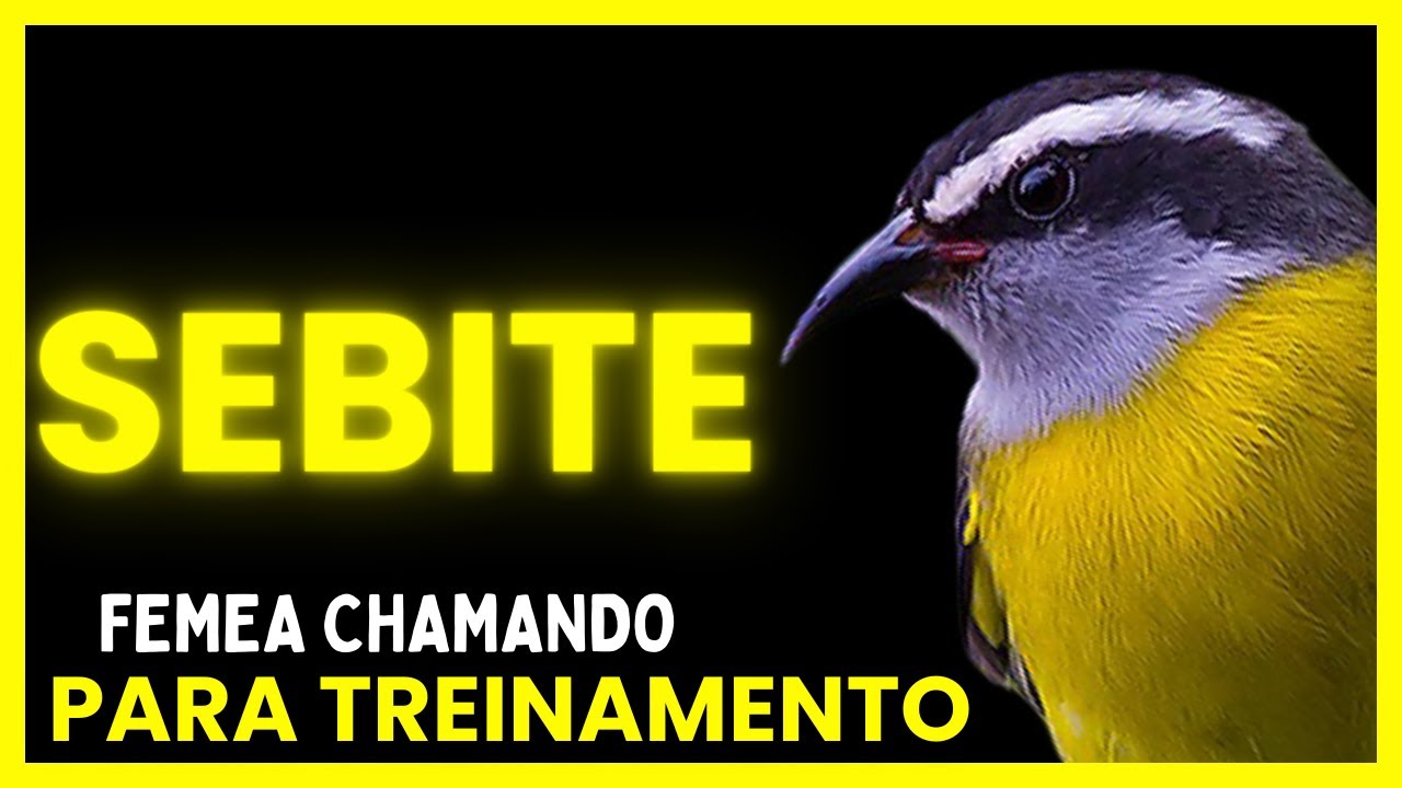 O MELHOR VÍDEO DE SIBITE PARA ESQUENTAR - Cambacica Gravada Ao Vivo ...